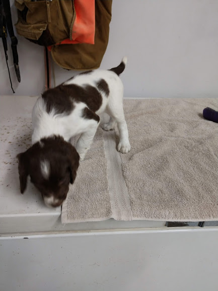 Puppies – Available June & Sept 2024 – WillowBrook Kennels